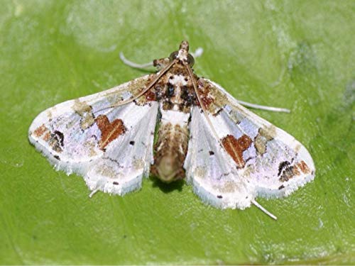 Farmroot BRINJAL Shoot and Fruit Lure 20 and Water Trap (Pack of 20 ...