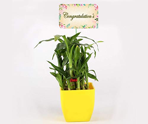 Vibrant Green Two Layer Bamboo Plant In Yellow Plastic Pot With ...