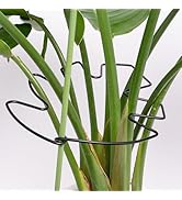 Amazon.com : YOHSNOR 5PCS Monstera Plant Support System 4.1IN - Durable ...