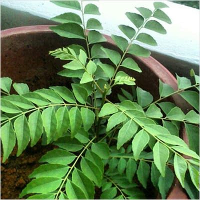 SANJU Rare Plant Herb Plant Curry leaf/Kari Patta Indian Medicinal ...