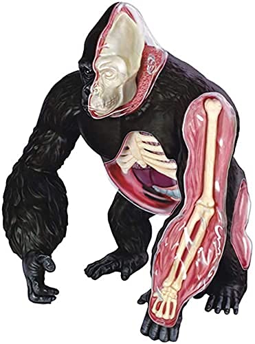 Buy WERYU Study Model Educational Dolls Anatomical Orangutan Model ...