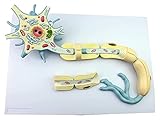 ・製造元:RFGGJNHKJUSWETGBVN・製造元/メーカー部品番号:k/2*9882・Application：Suitable for anyone interested in anatomy, nursing, physiology...
