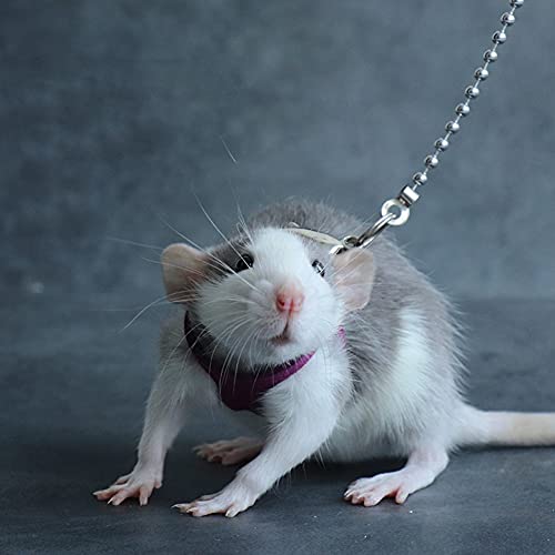 Rat Harness – The 15 best products compared - Wild Explained