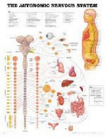 The Autonomic Nervous System (Teach & Learn): Anatomical Chart Company ...