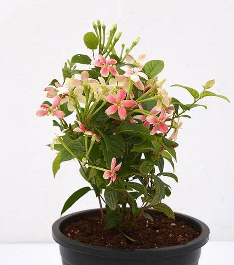 EverSneh Live Madhumalati Pink White Shaded Rangoon Creeper Flower 1 ...