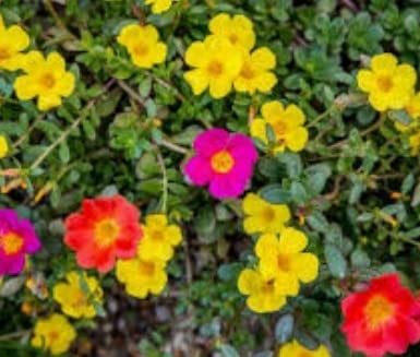 NATURE WORLD PREMIUM MOSE ROSE VILLAGE ROSE NACHU GULABI ORGANIC ...
