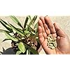 Kerala No.1 Elaichi Masala Plant (PACK OF 2) - Hybrid Green Cardamom ...