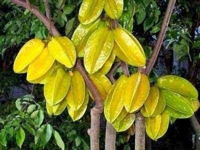 Amazing Store Live Star Fruit -Kamrak Fruit - 1 Plant - Carambola ...