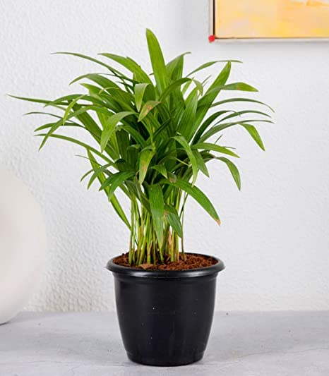Cloud Farm Live Rare Areca Palm Indoor Air Purifying Low Maintenance ...