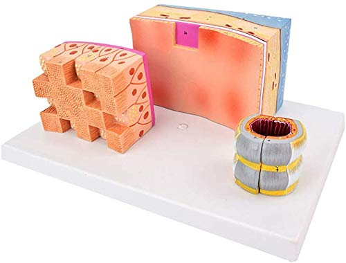 Buy Human Anatomy - Anatomical Model of Wall Gola Science Tracheal ...