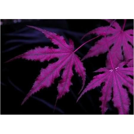 Amazon.com : Purple Ghost Japanese Maple Acer palmatum Purple Ghost 2 ...