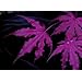 Amazon.com : Purple Ghost Japanese Maple Acer palmatum Purple Ghost 2 ...
