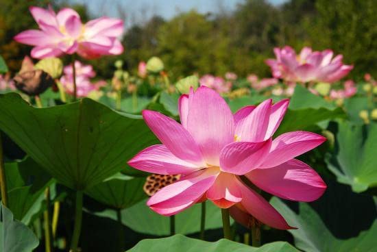 Lotus flower hybrid seeds vegetable seeds : Amazon.in: Garden & Outdoors