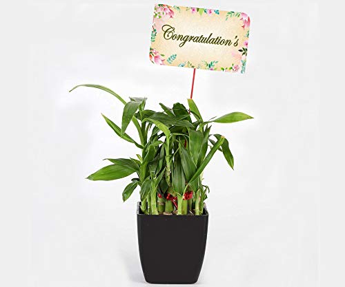 Vibrant Green Two Layer Bamboo Plant In Black Plastic Pot With ...