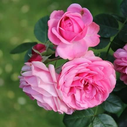 Buy GoGreen Damascus Rose (Rosa damascena mill L) Scented Rose Pink ...