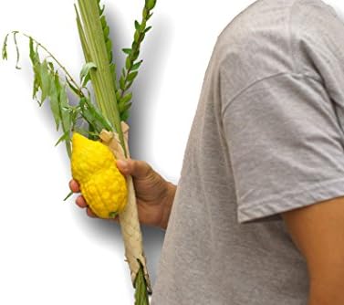 Amazon.com: Lulav and Etrog Set for Sukkot - Lulav Esrog Haddassim ...