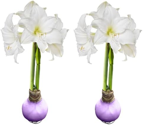 Amazon.com : Star Light Intokazi Waxed Amaryllis Double Flower Bulb ...