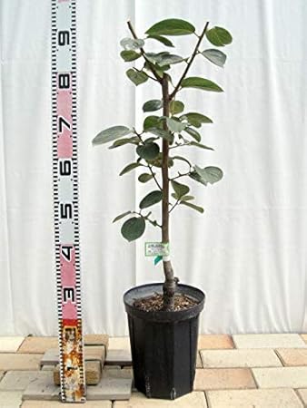 Amazon.co.jp: Persimmon Seedling [Jiro Persimmon] Full Sweet Persimmon ...