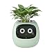 Ampulla Ivy Smart Flower Pots, Endless Fun, 70+ Rich Expressions, 7 ...