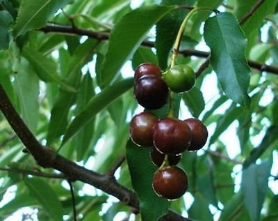 Capulin cherry - How to grow & care