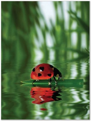 SMART ART - 'Marienkäfer (Ladybug) ' by Stefan Körber - Fine Art Print ...