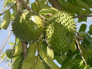 Buy ROOTRICH Live Mullatha Annona Muricata Rare Soursop,Annona Muricata ...