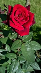Live Red Rose Plant | Desi Gulab Flowering Plant for Home Garden | Pack ...