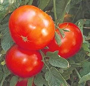 Amazon.com : Peron Sprayless Tomato Seeds : Patio, Lawn & Garden