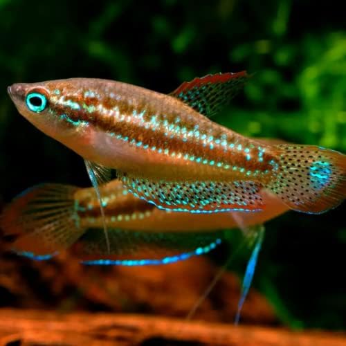 Amazon.com : WorldwideTropicals Live Freshwater Aquarium Fish - XL ...
