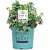 Amazon.com : Raspberry Shortcake Dwarf Thornless Bush - Compact ...