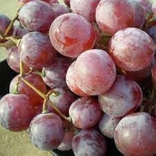 Very Rear Sweet Seedless Red Round Grapes(Pack Of-1) /Australian Red ...
