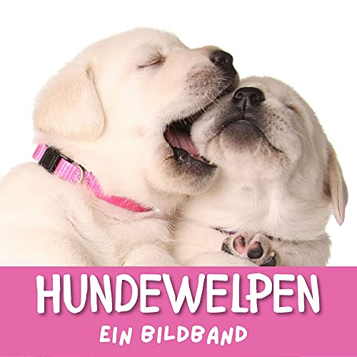 Hundewelpe kaufen – Die 15 besten Produkte im Vergleich ...