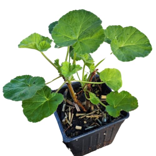 10 Best Geranium Varieties for Shade Gardens – Blooming Beauty in Low ...