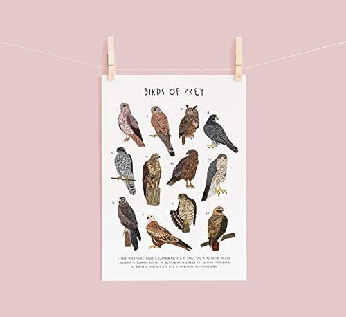 Birds Of Prey Poster Birds Poster Birds Of Prey Identification Chart ...
