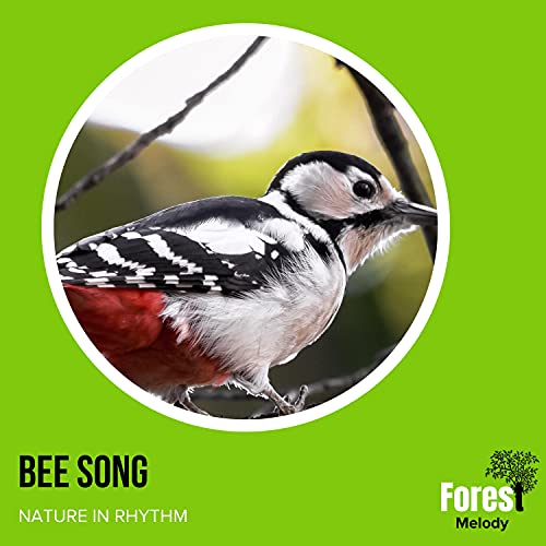 Amazon.com: Bee Song - Nature in Rhythm : VARIOUS ARTISTS: Digital Music