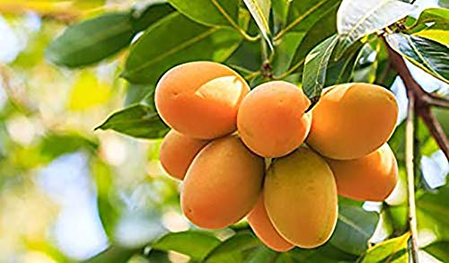 Fruit Live Plant - Dwarf Alphonso" King Of Mango" - Grafted and Hybrid ...