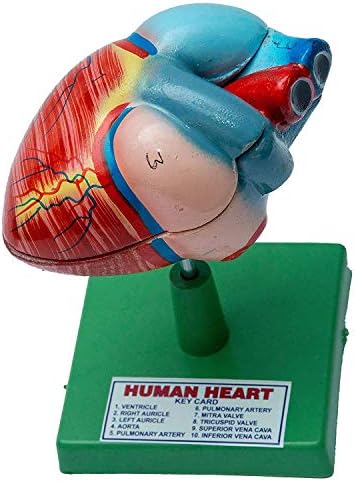 Buy Melody's Hobby Centre Human Heart Working Model | Educational ...