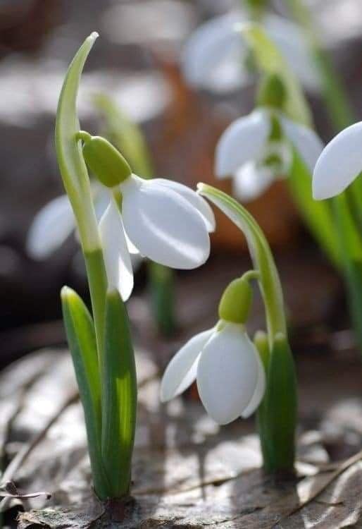 Ritz Farming Snowdrop Flower Bulbs Imported and Hybrid Flower Bulbs ...