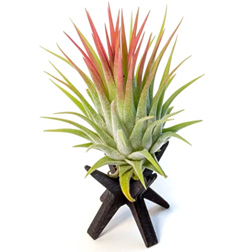 Cómo comprar plantas de aire: guía práctica para acertar | Jardineria On