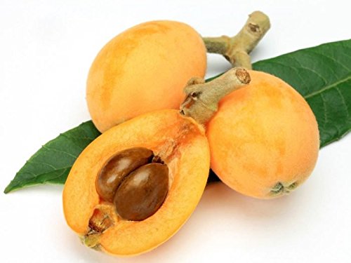 Fresh Produce Loquat Fruit, 1kg Pack : Amazon.in: Grocery & Gourmet Foods