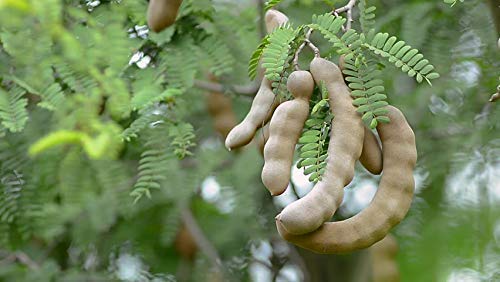 Creative Farmer Live Plant Grafted Rare Tamarind Sweet Imli Kitchen ...