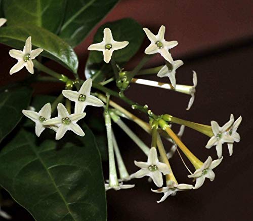 Arlo Hasnuhana Raat ki Raani jasmine Plant Two Plants : Amazon.in ...