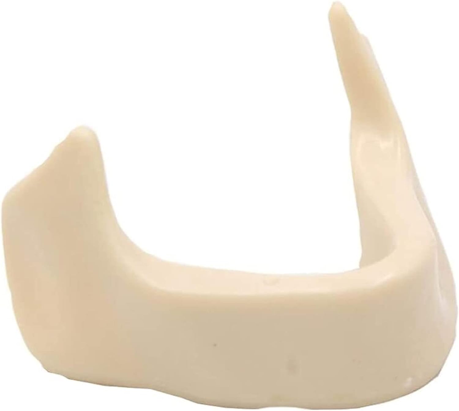 Amazon.com: Teaching Model Body Model Teeth Model Oral Mandibular ...