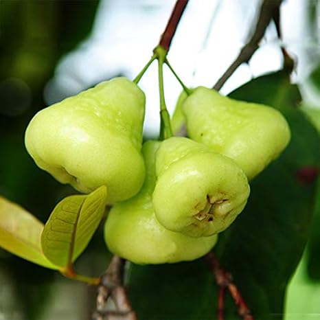 MaliaGarden Live Jamrul - Wax Apple - (Syzygium Samarangense) - White ...