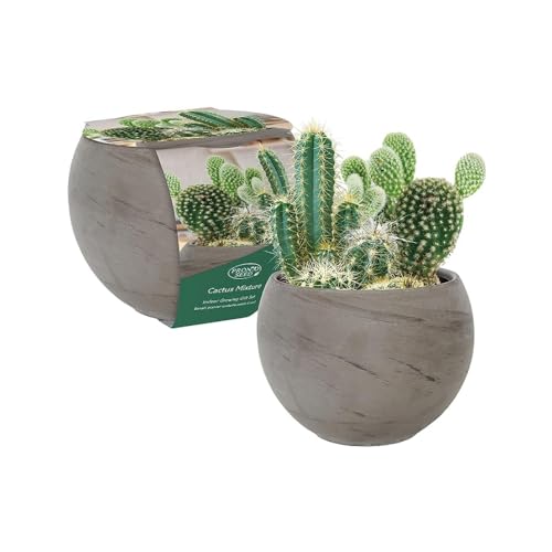 How are cacti used in different cultures and traditions?