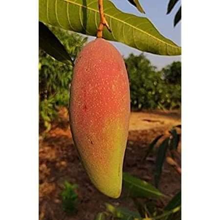 King of Chaing Mai Mango Plant - Exotic and Tasty | ING-PL-014 : Amazon ...