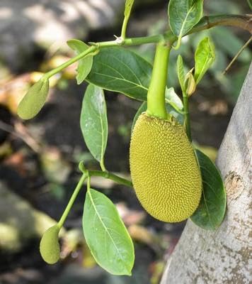 hybrid jackfruit Plant BJUBAS Pack Of 01 : Amazon.in: Garden & Outdoors