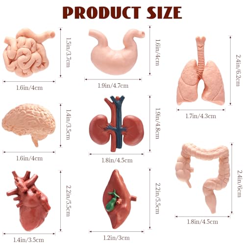 8 PCS Mini Human Body Anatomy Models - High Quality PVC - Future of ...