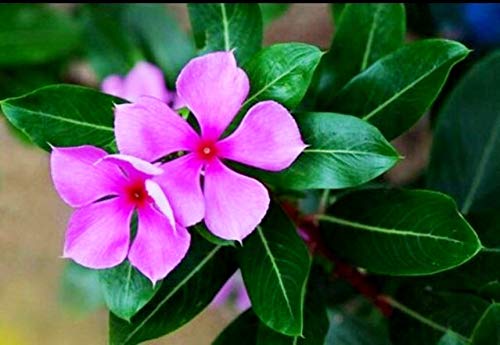 GreenWill Sadabahar/Catharanthus roseus/Periwinkle Pink Flower Seeds ...