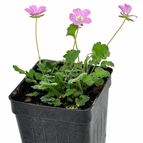 Erodium - How to grow & care